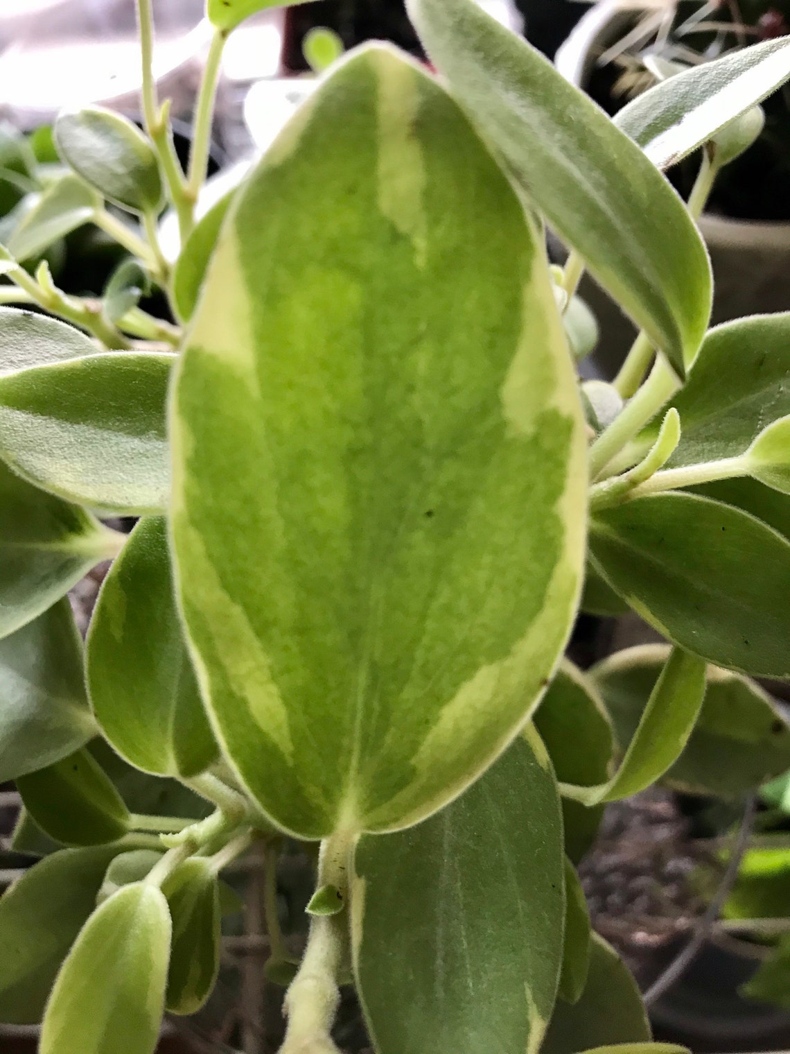 Variegated Teardrop Peperomia Live Plant South America | Etsy