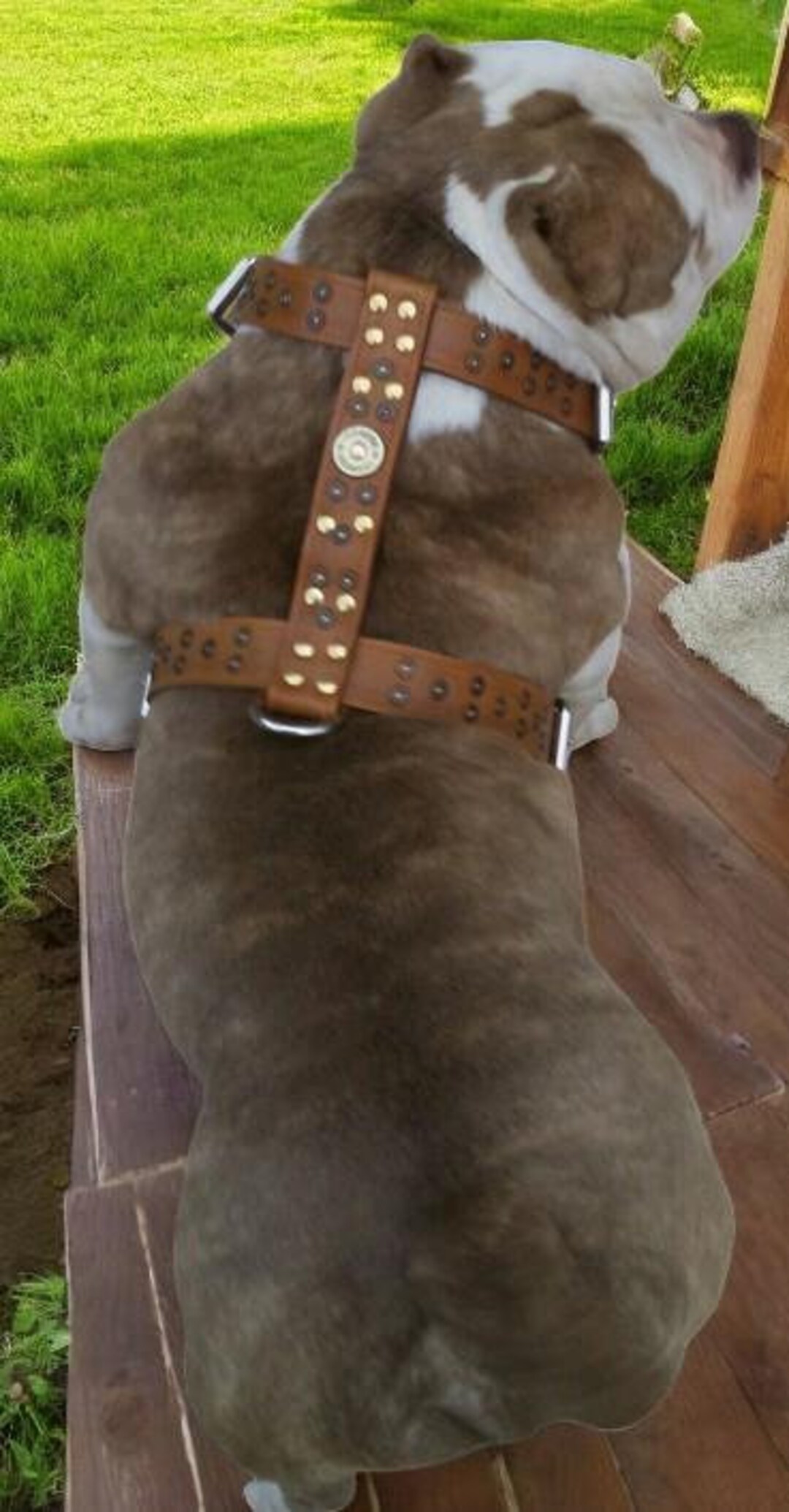 Leather Dog Harness for Medium Dogs, Colors, Sizes, and Designs ...