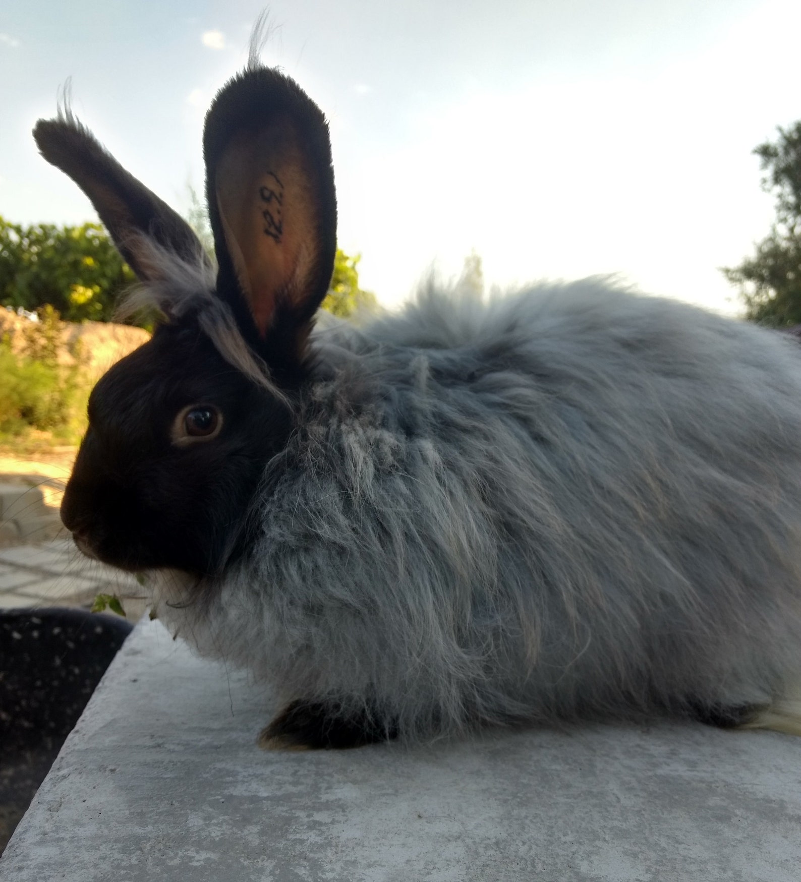 Buy Natural White or Gray Angora Rabbit Fiber Online in India - Etsy