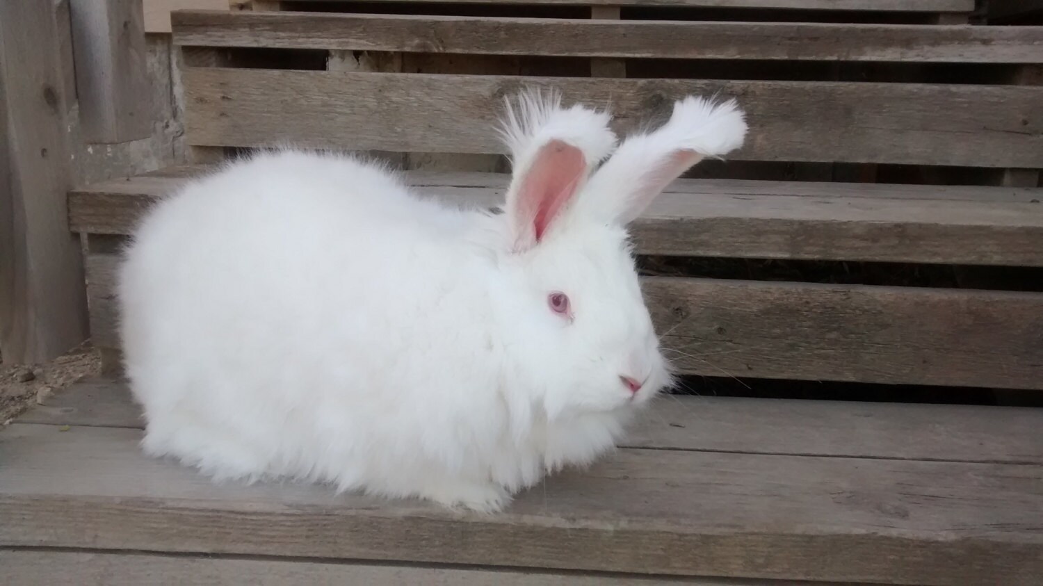 Natural White or Gray Angora Rabbit Fiber | Etsy