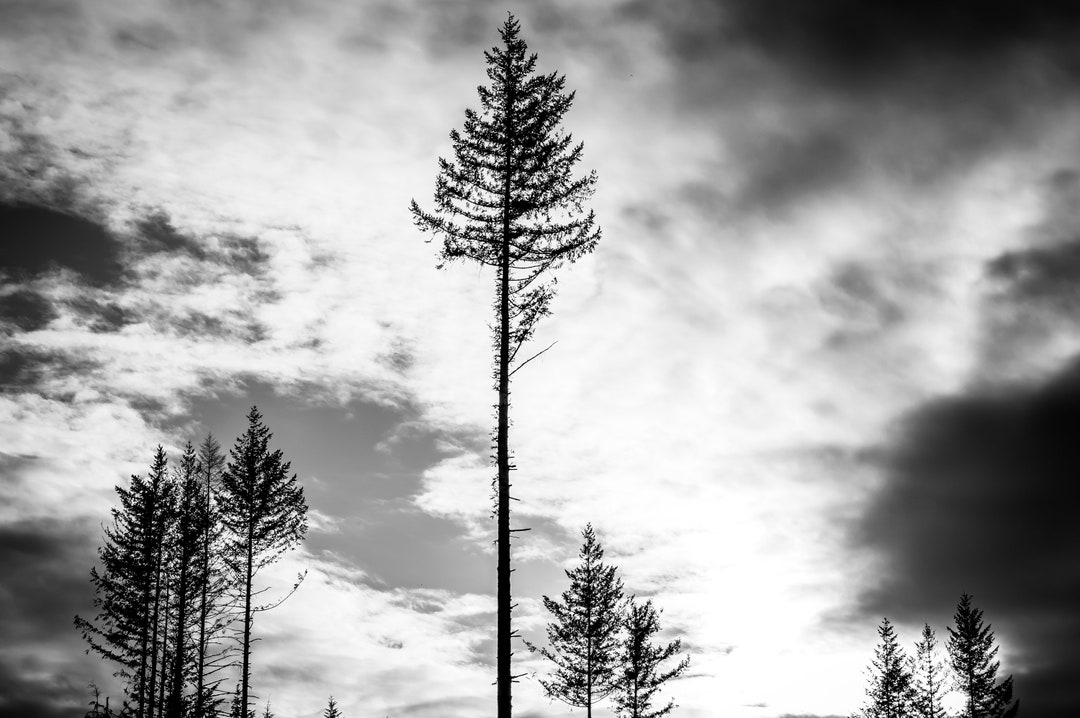 Hidden in the Shadows - Etsy