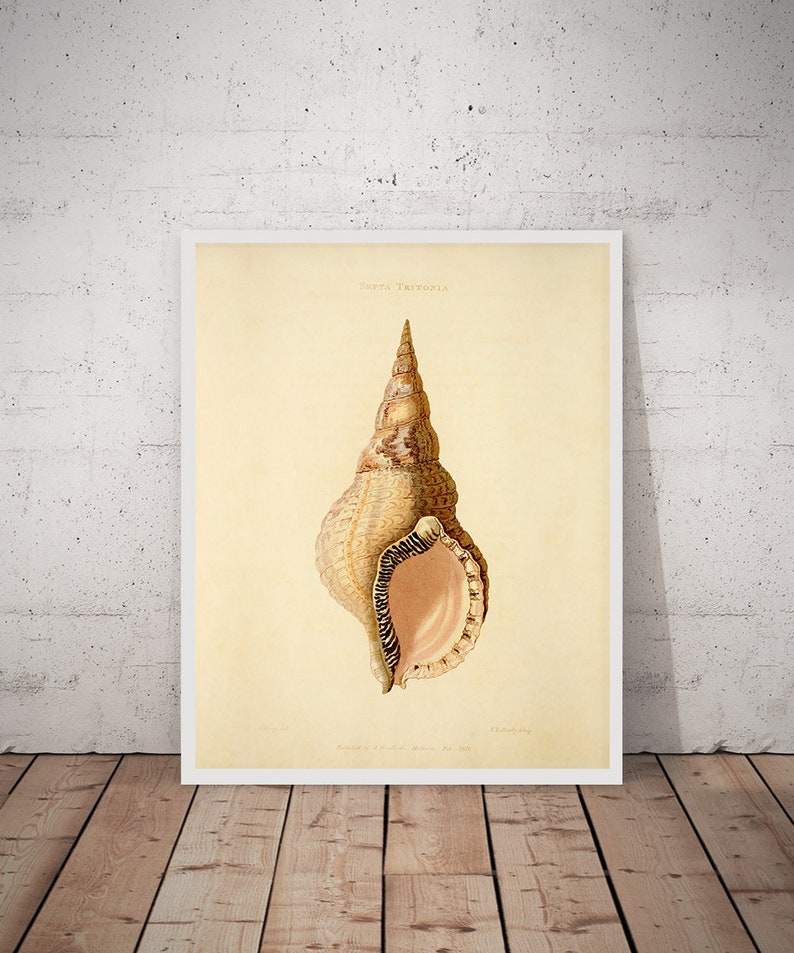 Vintage Sea Shell Art Printsea Shell Decor Digital Print | Etsy