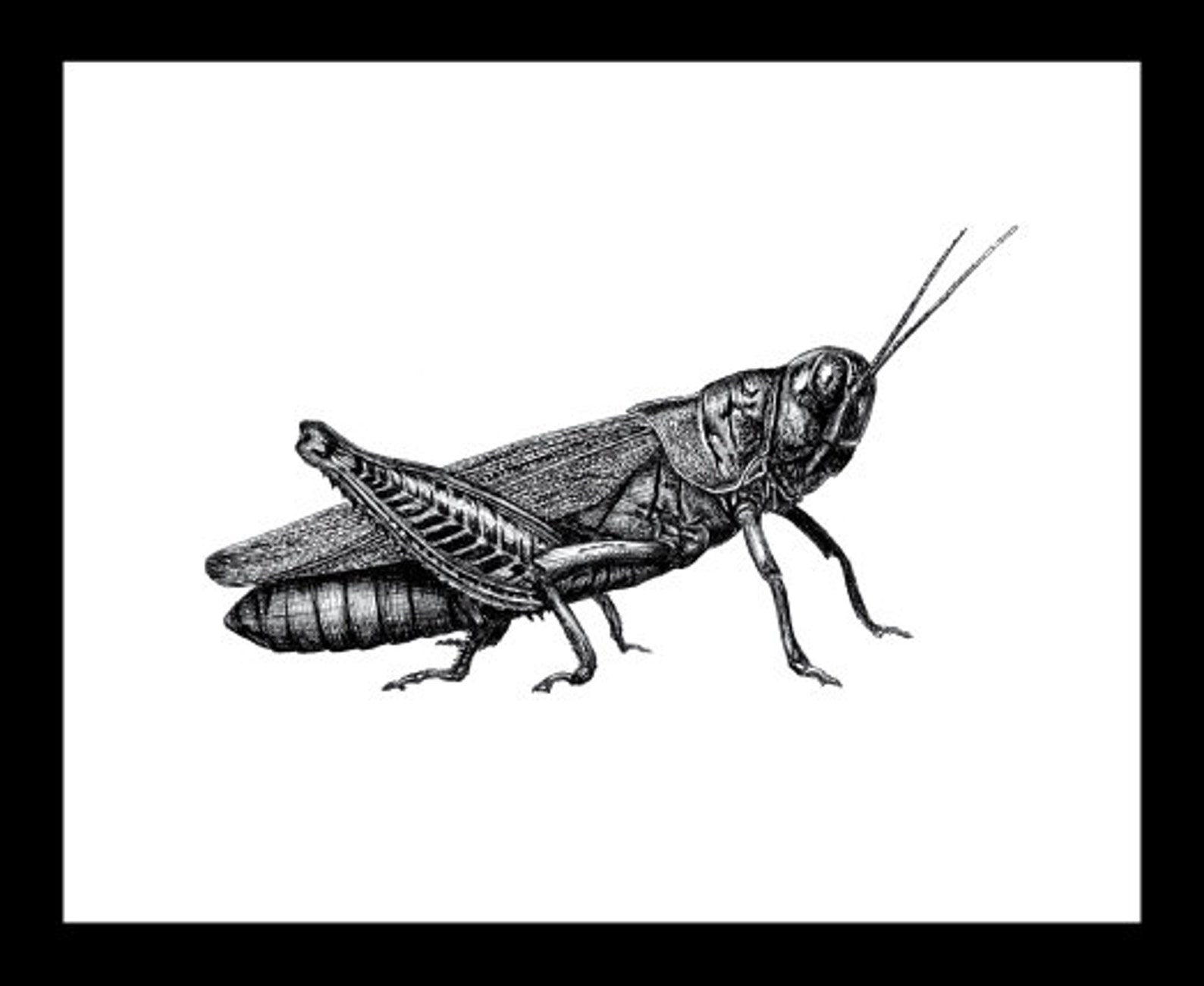 Butterfly & Grasshopper Duo Freehand Ink Drawing Set of 2 - Etsy