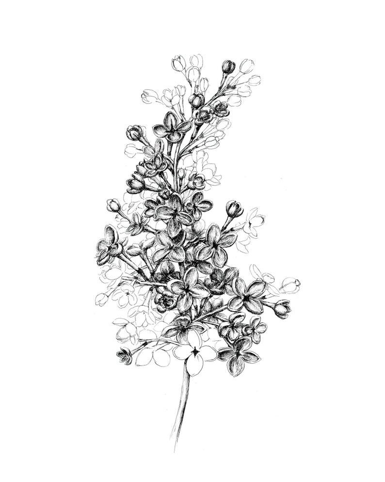 Lilacs Botanical Freehand Ink Drawing Limited Edition Print, Signed ...