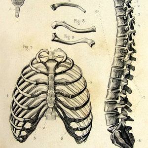 Antique ANATOMY MUSCLES Print, Ancient Anterior and Posterior Muscles ...
