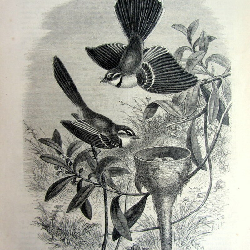 Bird Engraving - Etsy
