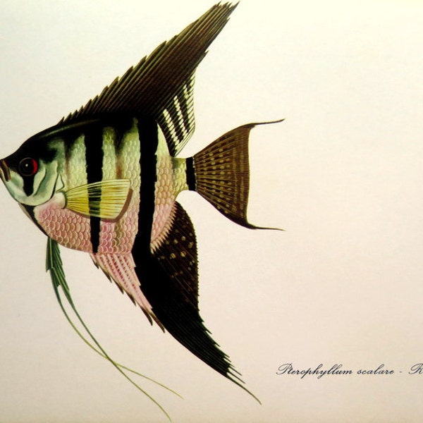 Angelfish Wall Art - Etsy