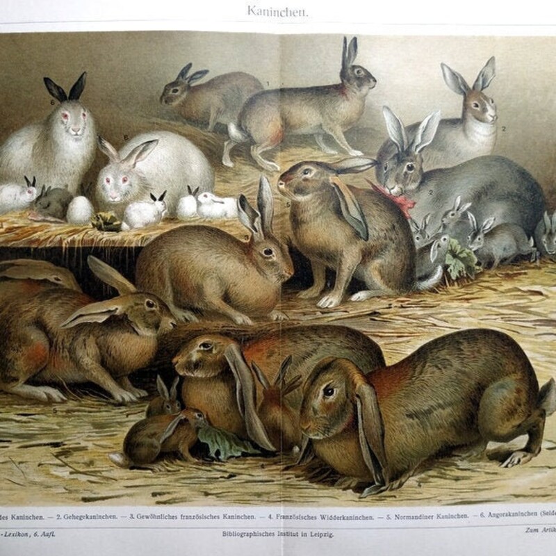 Antique Rabbit - Etsy