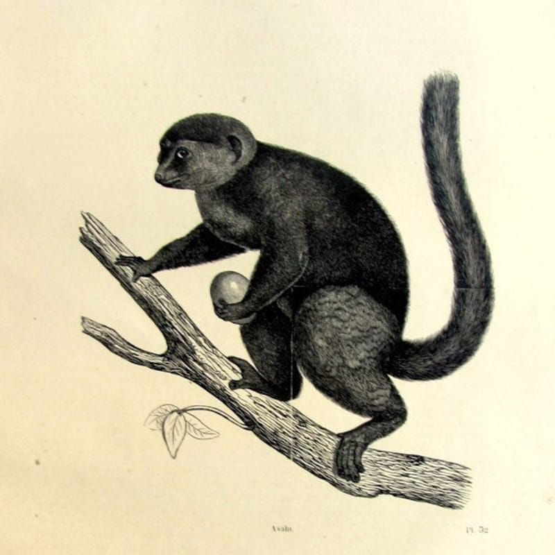 Lemur Print - Etsy