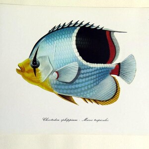 Antique Coloured Fish Lithograph, 1975 FISHES Color Lithograph, Saddle ...