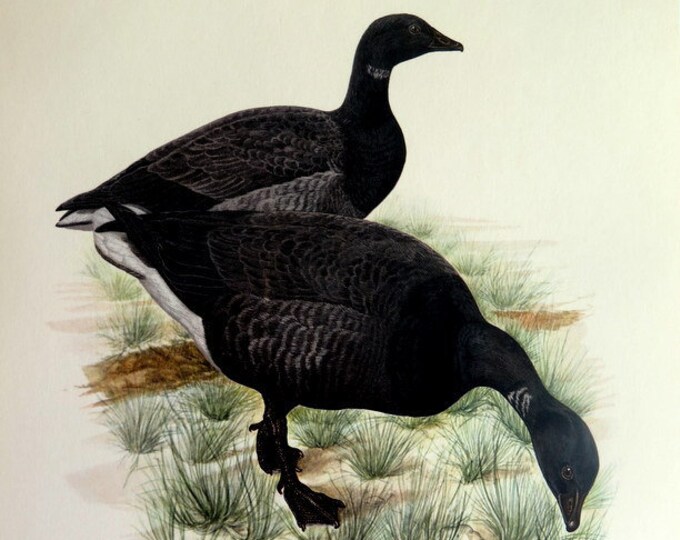 Vintage Brent Goose Color Print, 1955 Nice Fine Lithograph of Birds ...