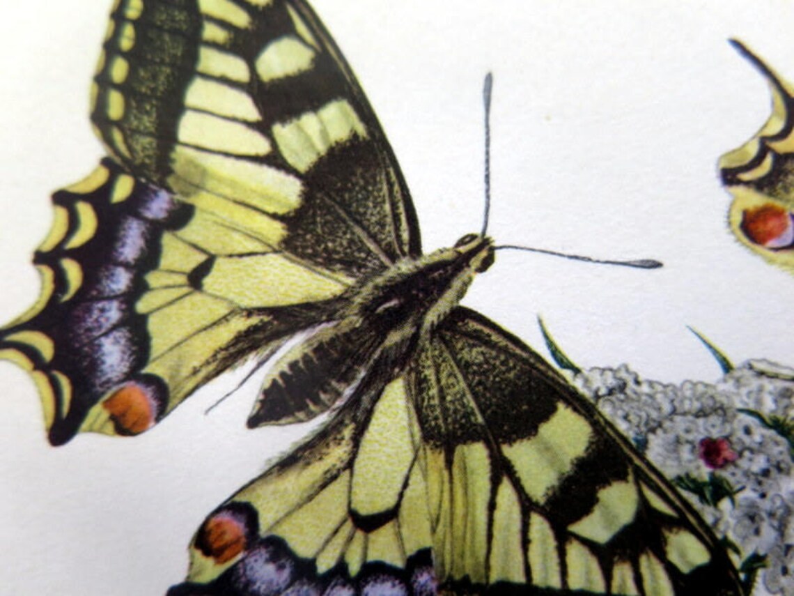 Antique Butterfly Print Old World Swallowtail Ithograph1967 - Etsy