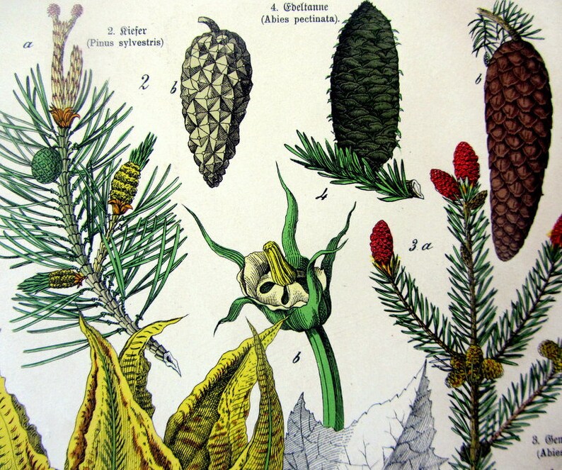 Ancient Colossal Conifers Print, 1887 Original Vintage Color Pines ...
