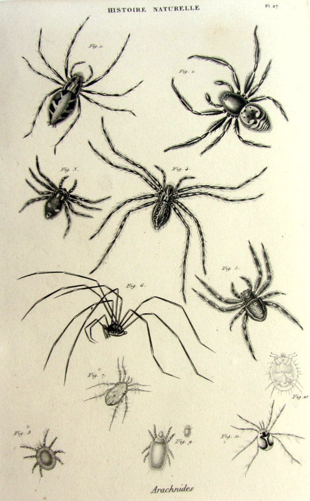 1852 Antique Spiders Print, Vintage Insects Arachnids Engraving, Venom ...