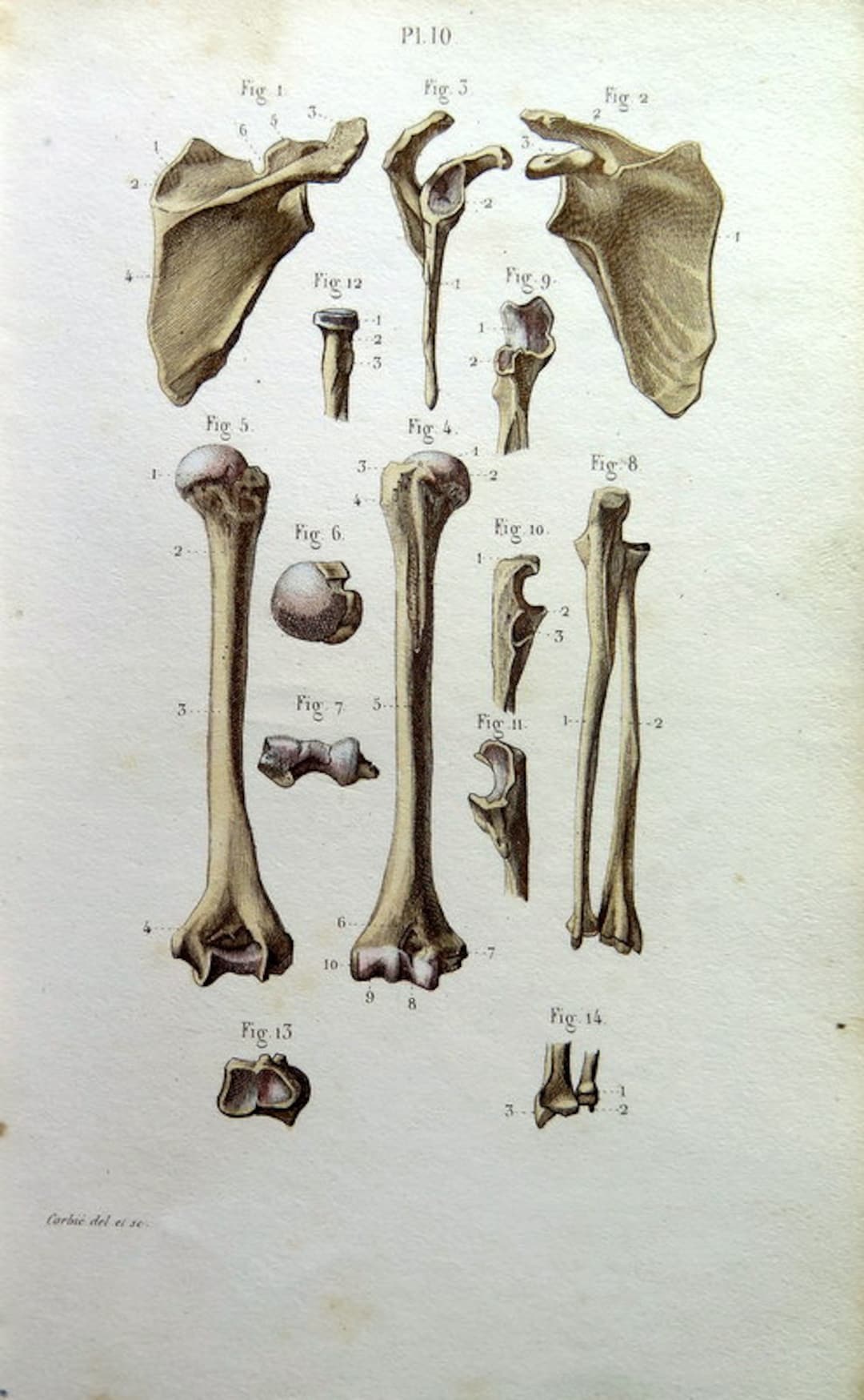 1852 Original Antique Anatomy Bones Color Lithograph, Bones of the Arm ...