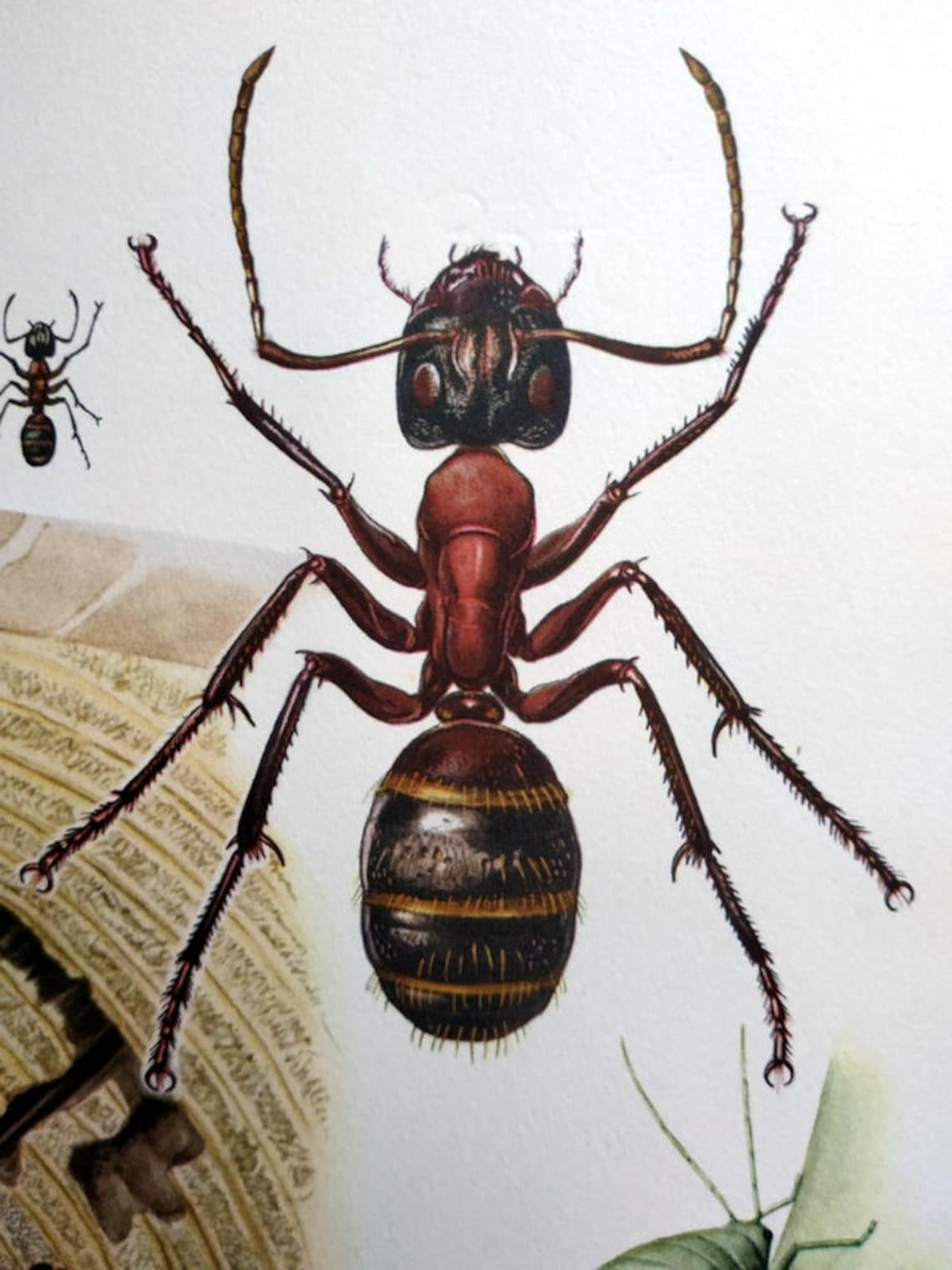 Antique Carpenter Ants Lithograph 1967 INSECTS ANT COLOR | Etsy