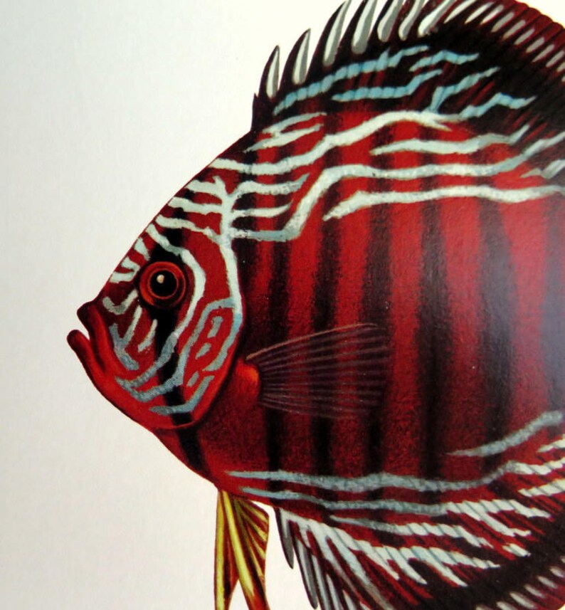 1975 Discus FISH Lithograph, Vintage Antique Symphysodon Color Print ...