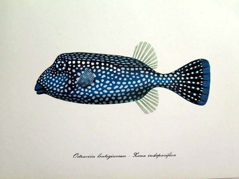 1975 Antique Vintage Boxfish Fish Print FISHES Color - Etsy