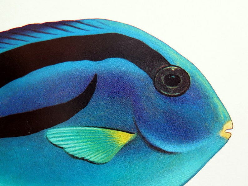 Vintage Marine Tropical Fish Lithograph Print 1975 Antique - Etsy