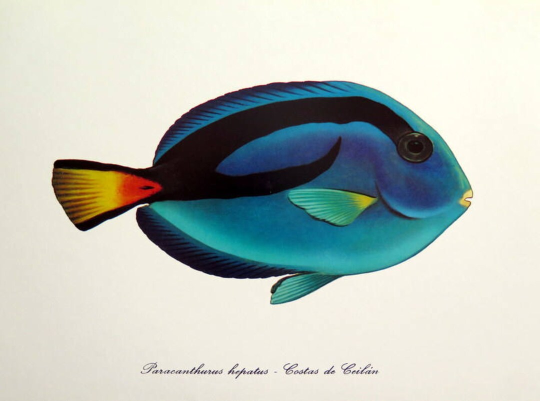 Vintage Marine Tropical Fish Lithograph Print 1975 Antique - Etsy