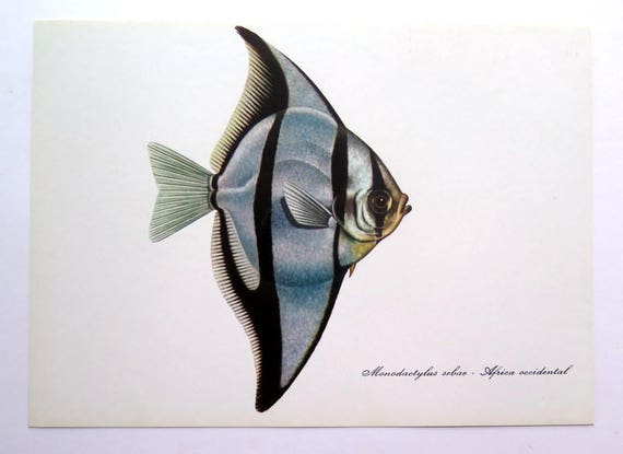 Freshwater Moon Fish