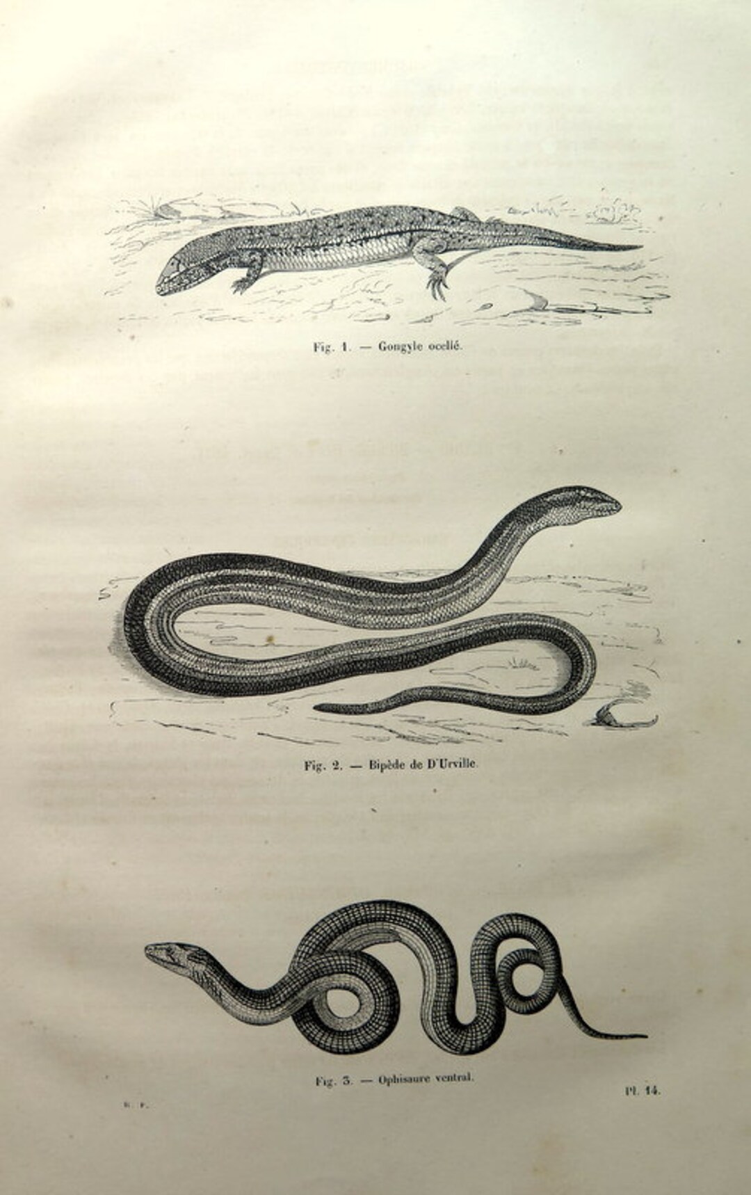1860 Amazing Antique Snakes Print Vintage Snake Engraving - Etsy