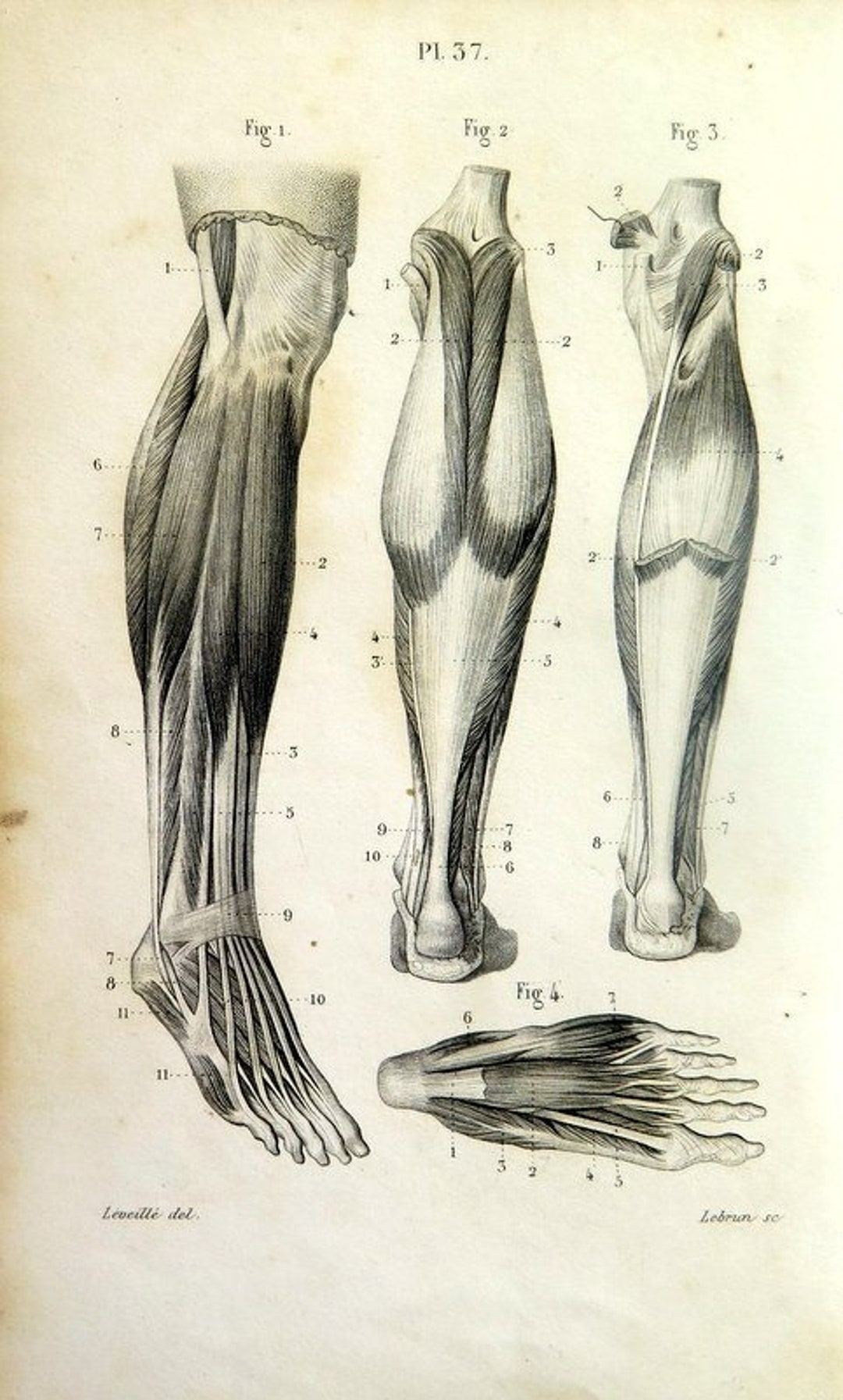 Antique ANATOMY MUSCLES Print, Ancient Anterior and Posterior Muscles ...