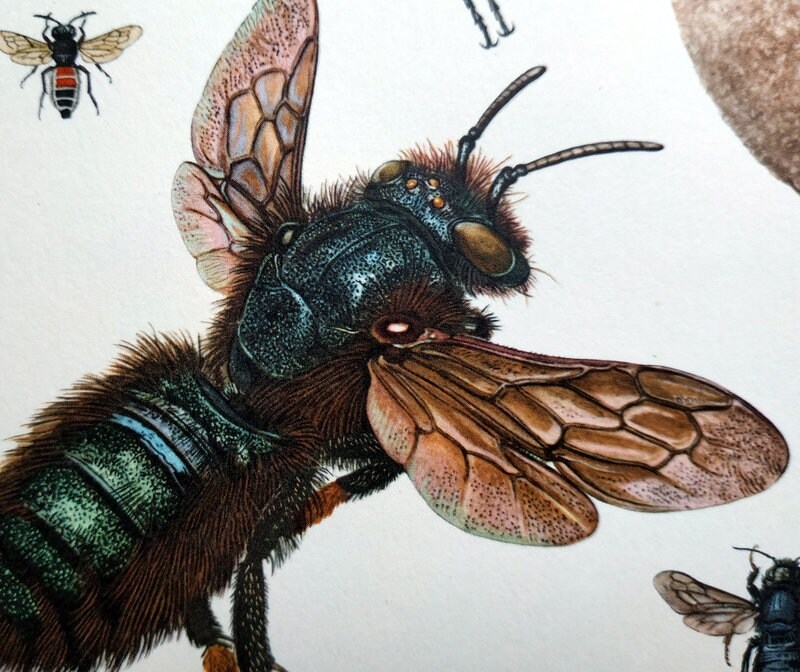 1967 Antique INSECTS Lithograph Engraving BEES Color Print - Etsy