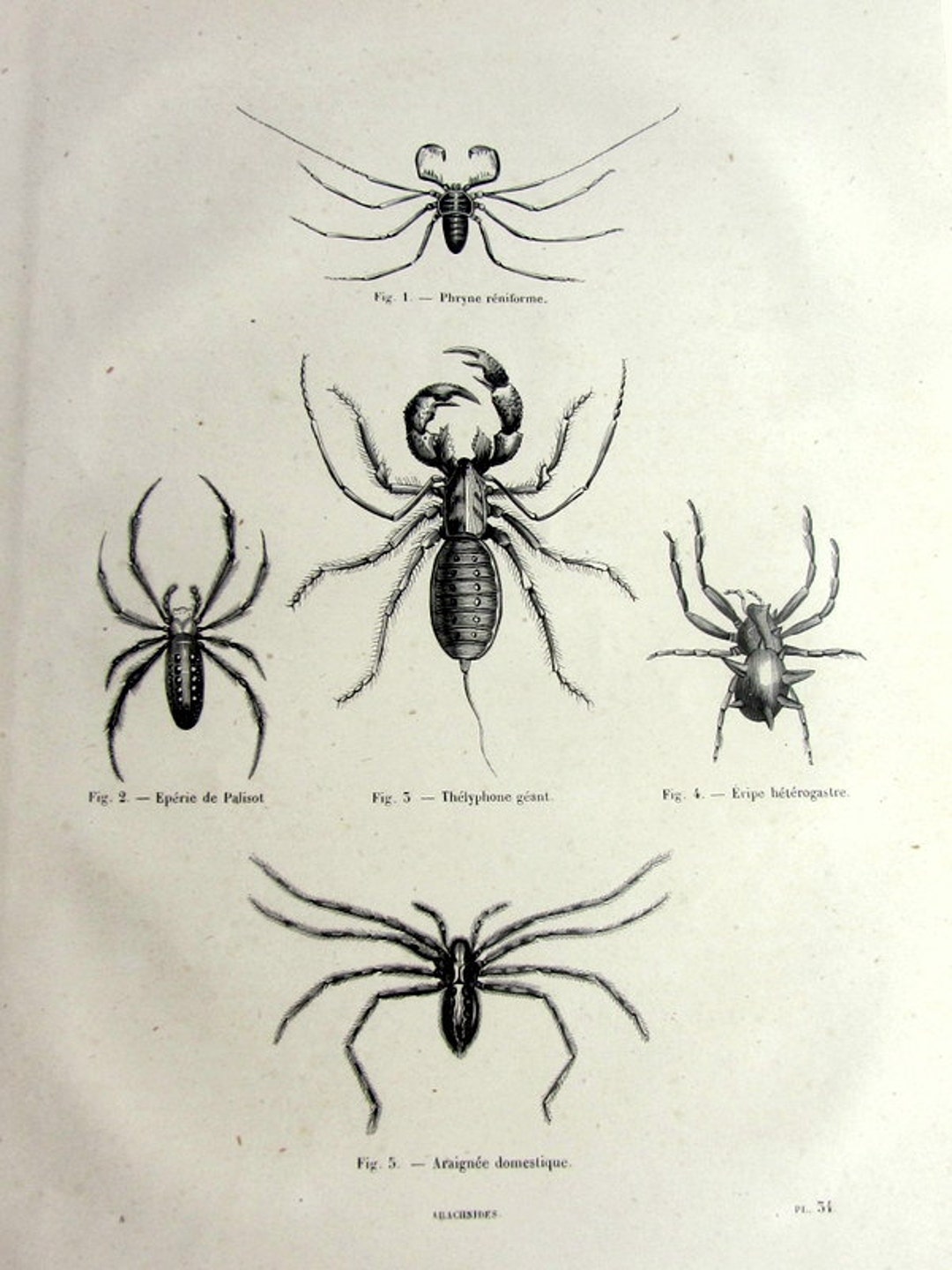 1860 Antique Spiders Print Vintage French Spider Engraving - Etsy