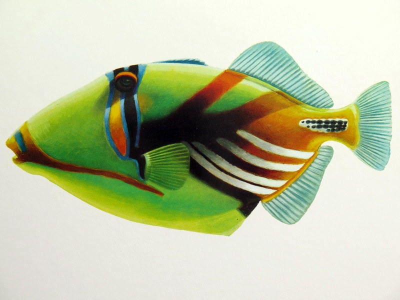 Antique FISH print, vintage lagoon Picasso triggerfish lithograph, 1975 ...