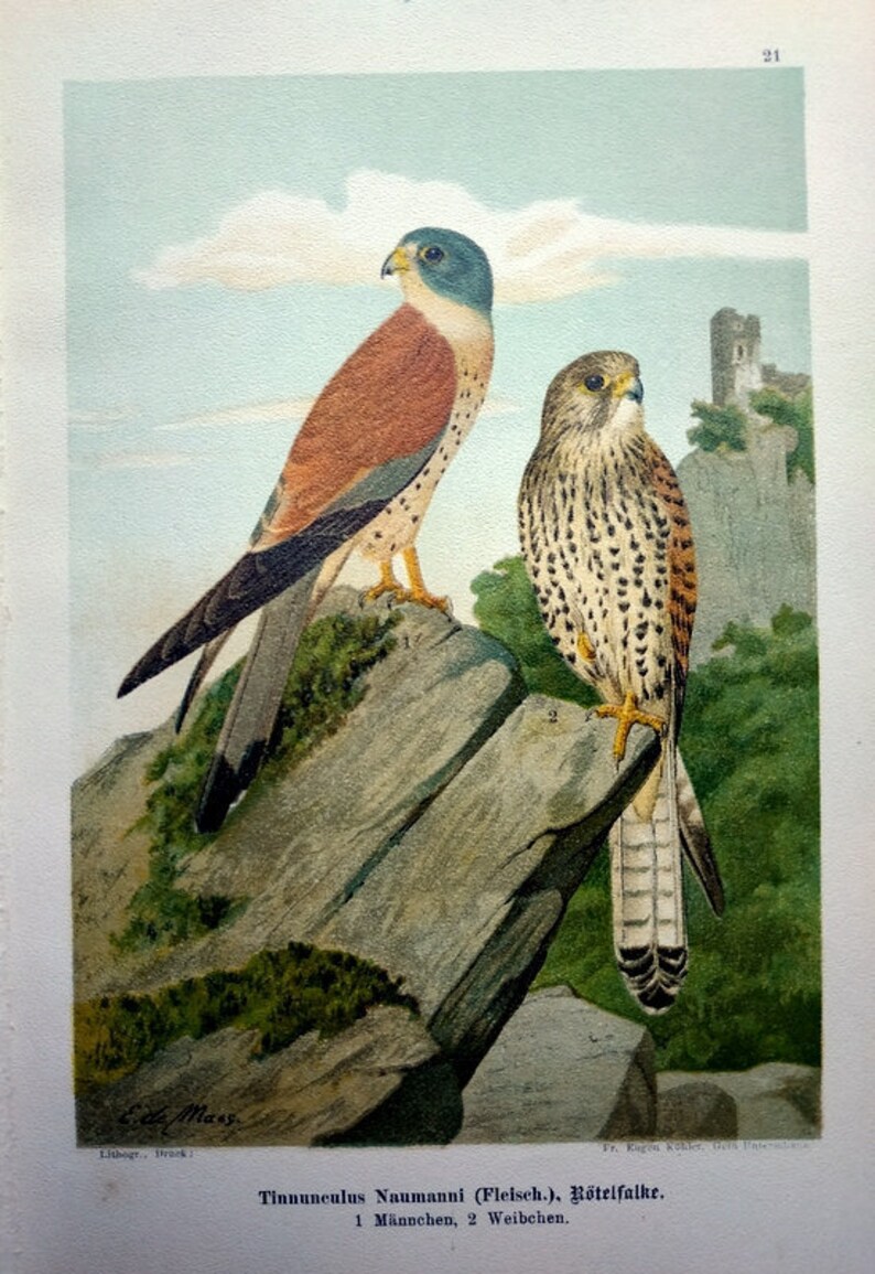 1903 Antique Original FALCON Color Engraving, FALCONRY Birds Color ...