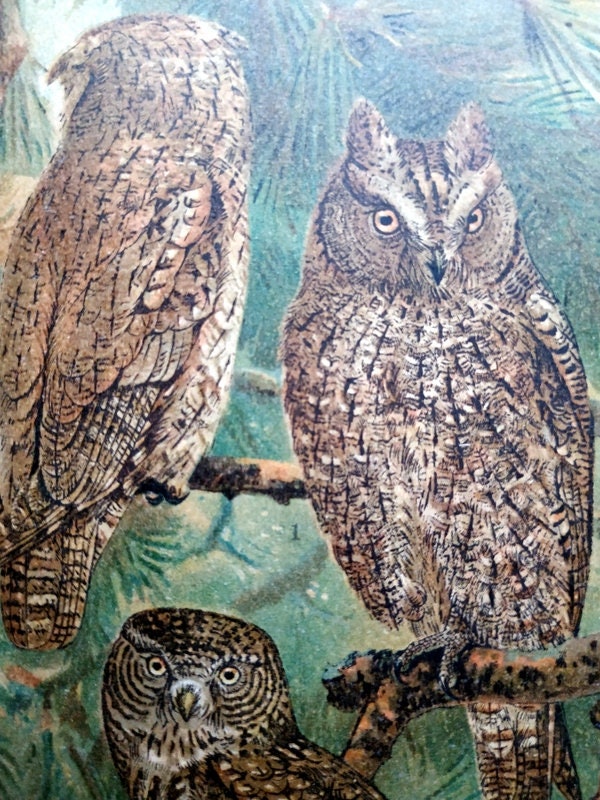 Differents Types of Scops Owls PRINT. 1903 Antique Original - Etsy