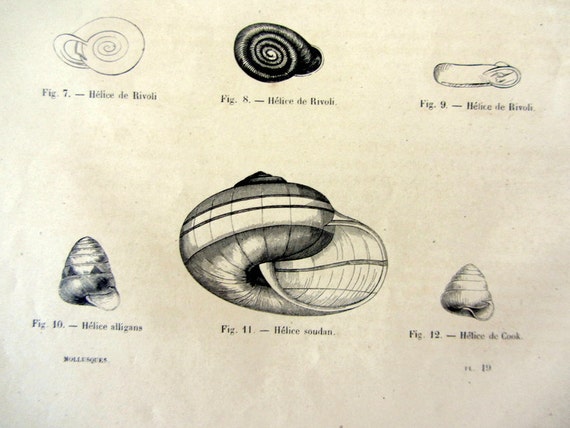 1860 antique SHELLS print gastropod mollusk shell sea life illustration ...