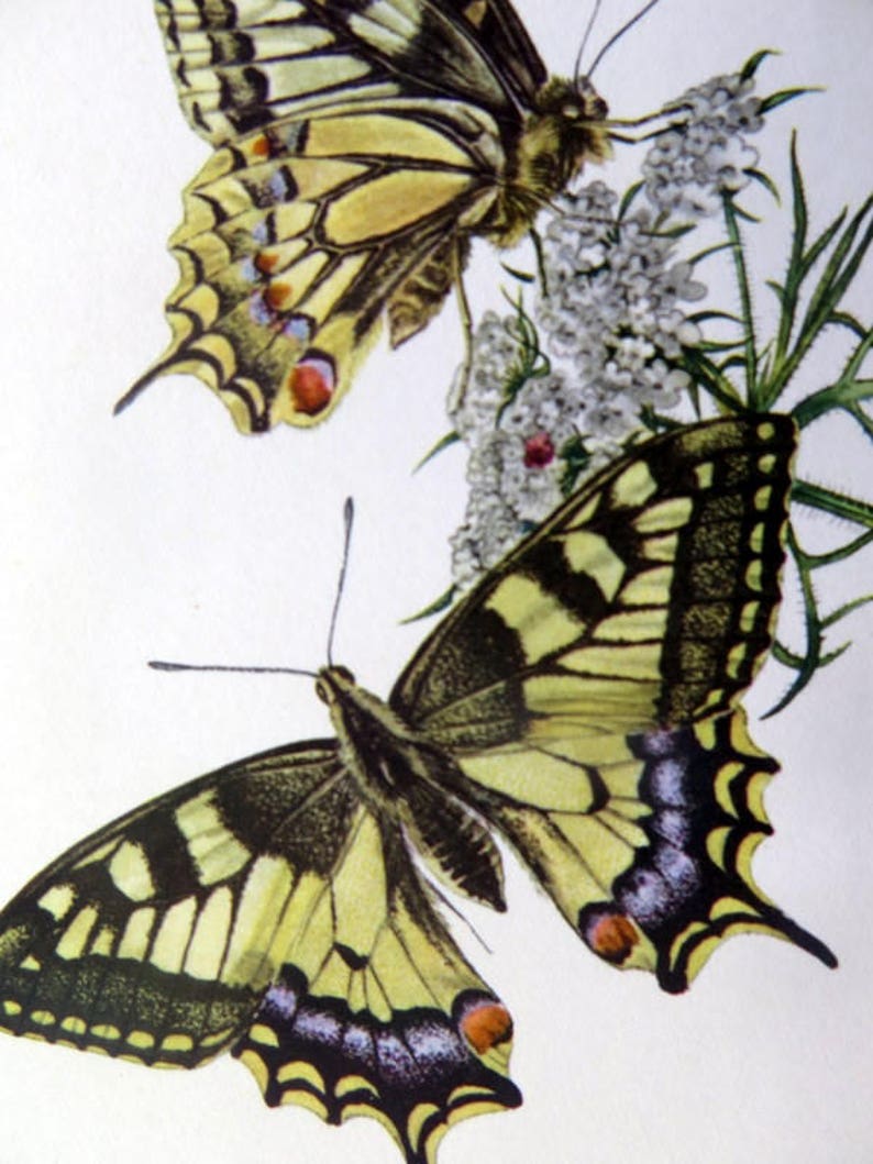 Antique Butterfly Print Old World Swallowtail Ithograph1967 - Etsy