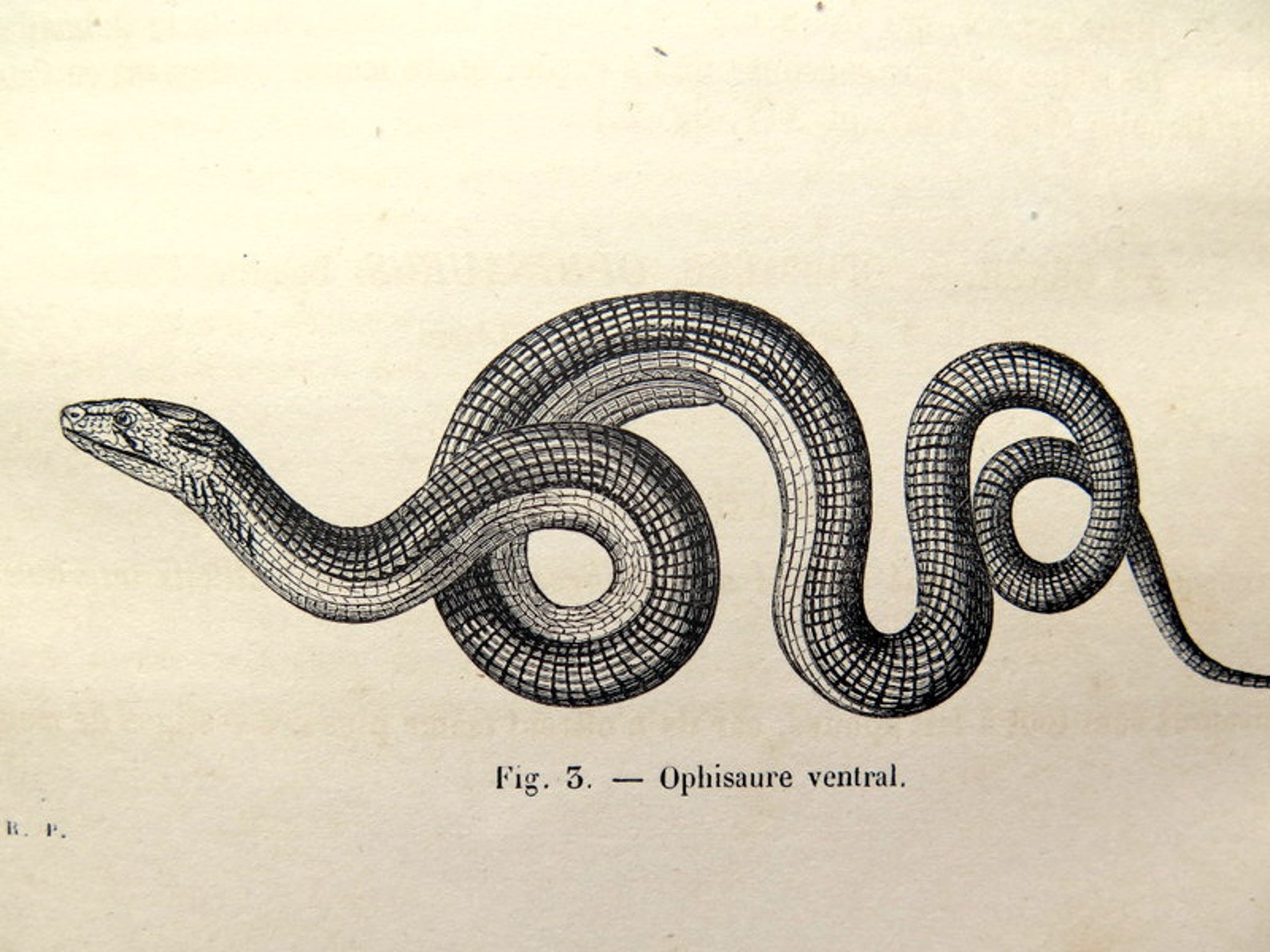 1860 Amazing Antique Snakes Print Vintage Snake Engraving - Etsy