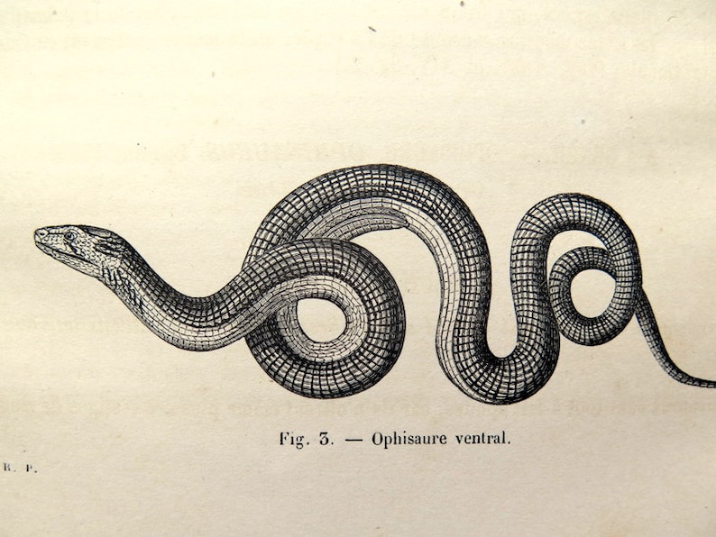 1860 Amazing Antique Snakes Print Vintage Snake Engraving - Etsy