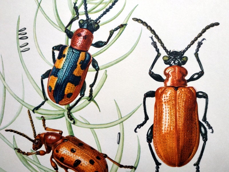 1967 Antique INSECTS Lithograph Engraving Leaf Beetles COLOR - Etsy