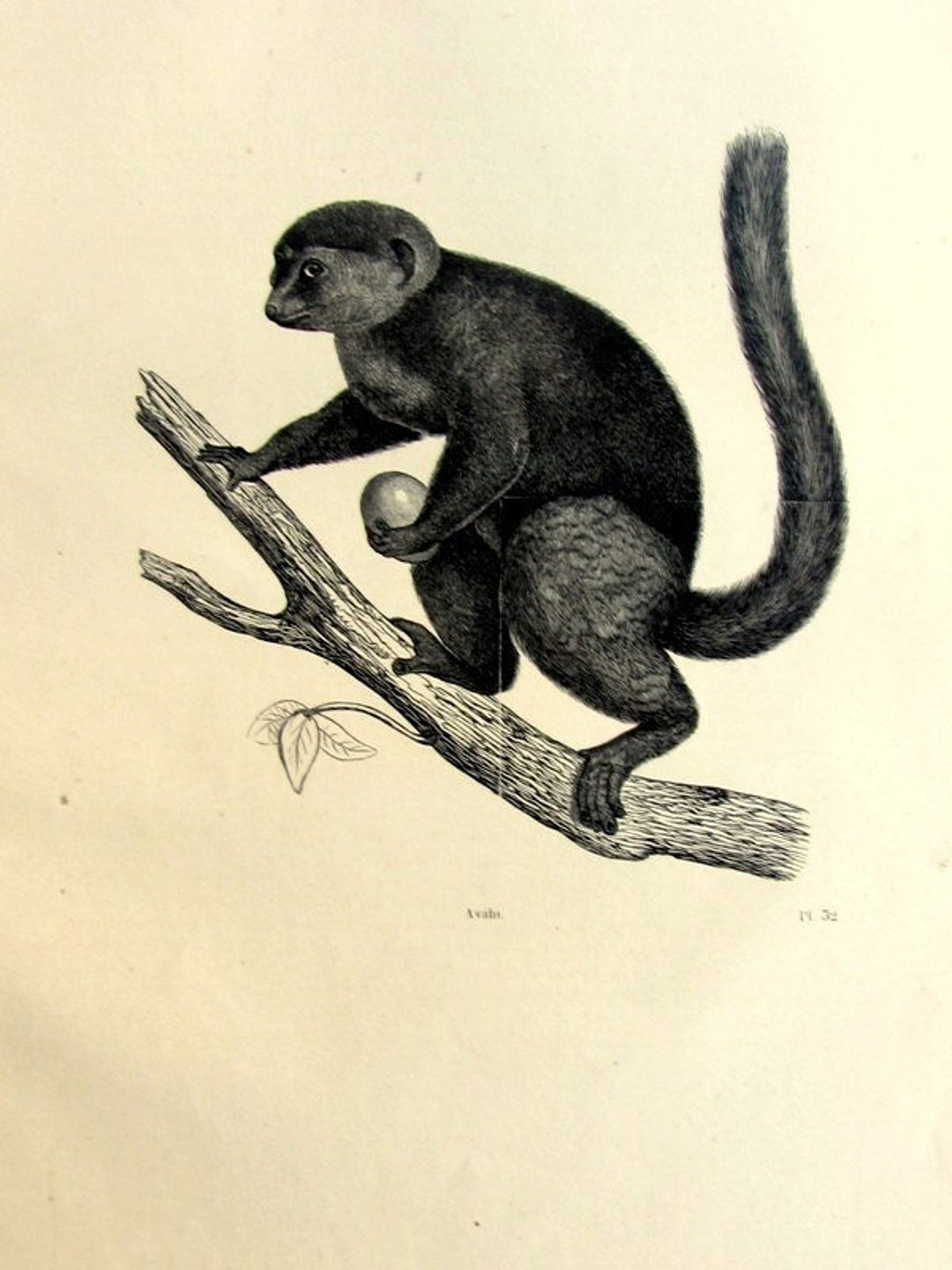 1860 antiguo LEMUR Avahi grabado, antiguo raro original grabado de ...