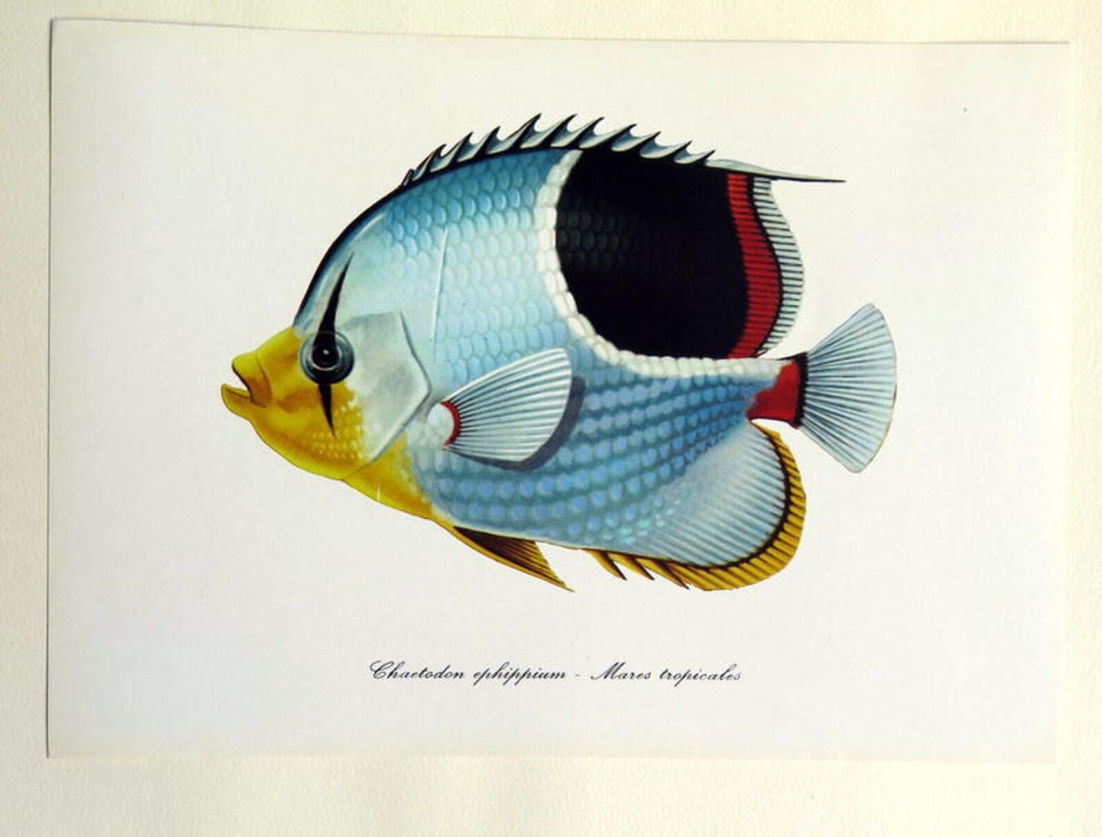 Antique Coloured Fish Lithograph 1975 FISHES Color - Etsy