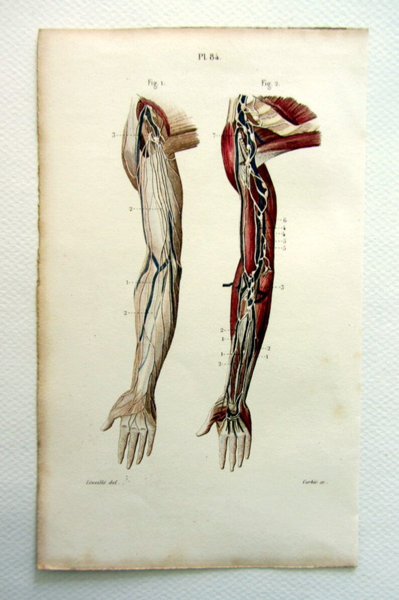 1852 Antique Angiology Anatomy Color Lithograph Print Curious - Etsy