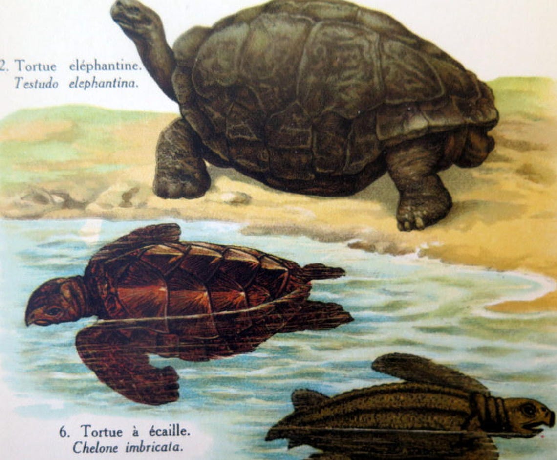 Antique Original Colored Lithograph Sea TURTLES Oddity, Color Engraving ...