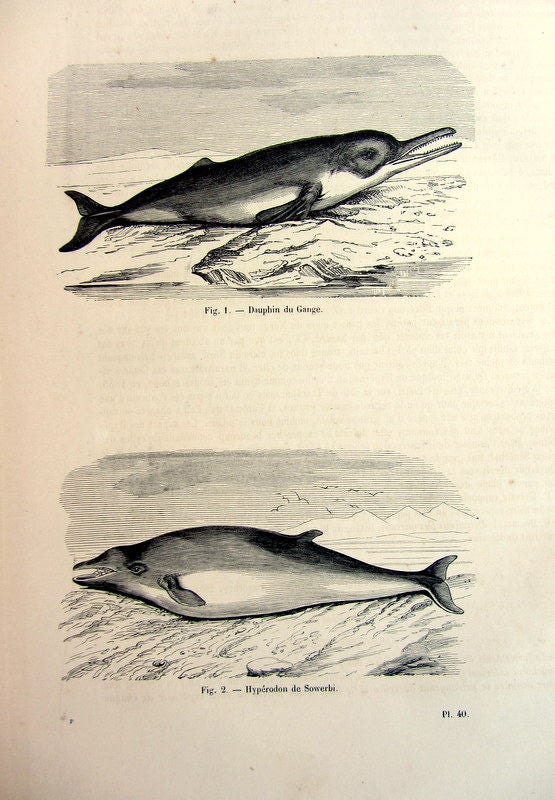 Vintage Cetaceans Dolphins Print, 1860 Original Antique Ganges River ...
