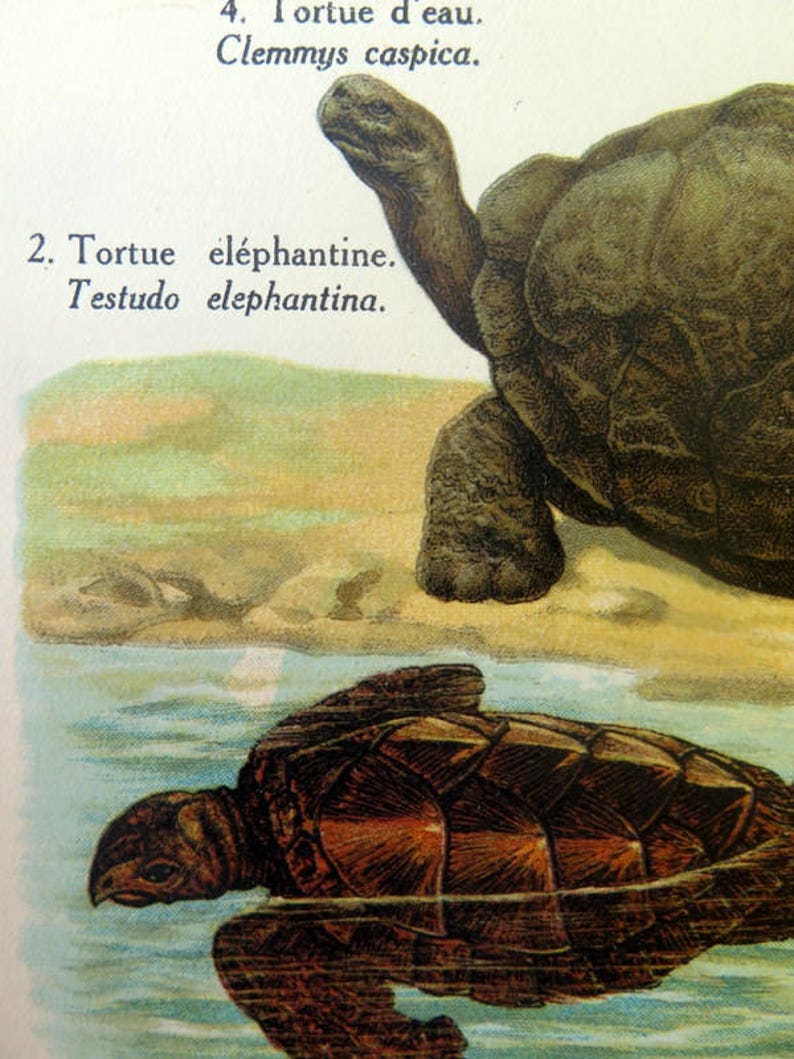 Antique Original Colored Lithograph Sea TURTLES Oddity, Color Engraving ...