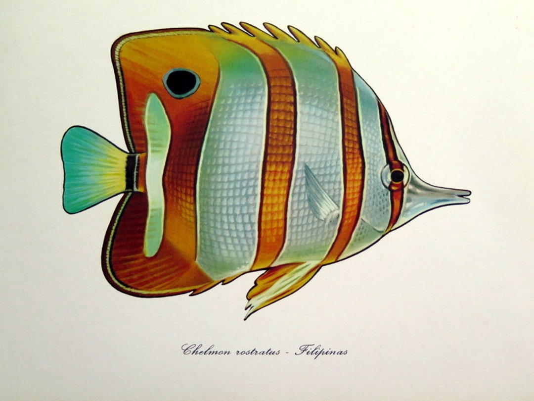 Antique Vintage Copperband Butterflyfish Print, 1975 FISHES Color ...