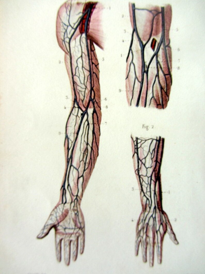 1852 Antique anatomy print veins of forearm and hand color - Etsy Polska