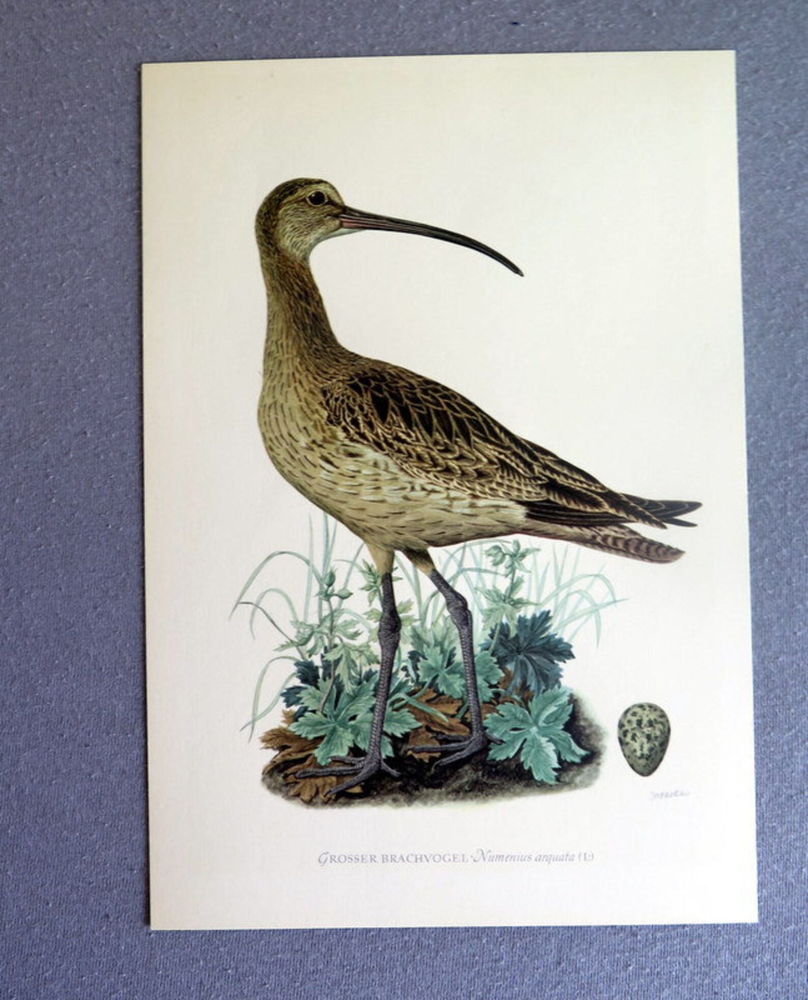 Vintage BIRD Color Print 1955 Engraving of Common Curlew - Etsy