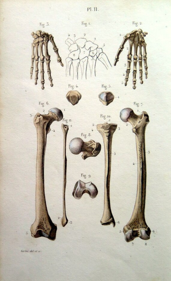 Fémur Tibia Peroné