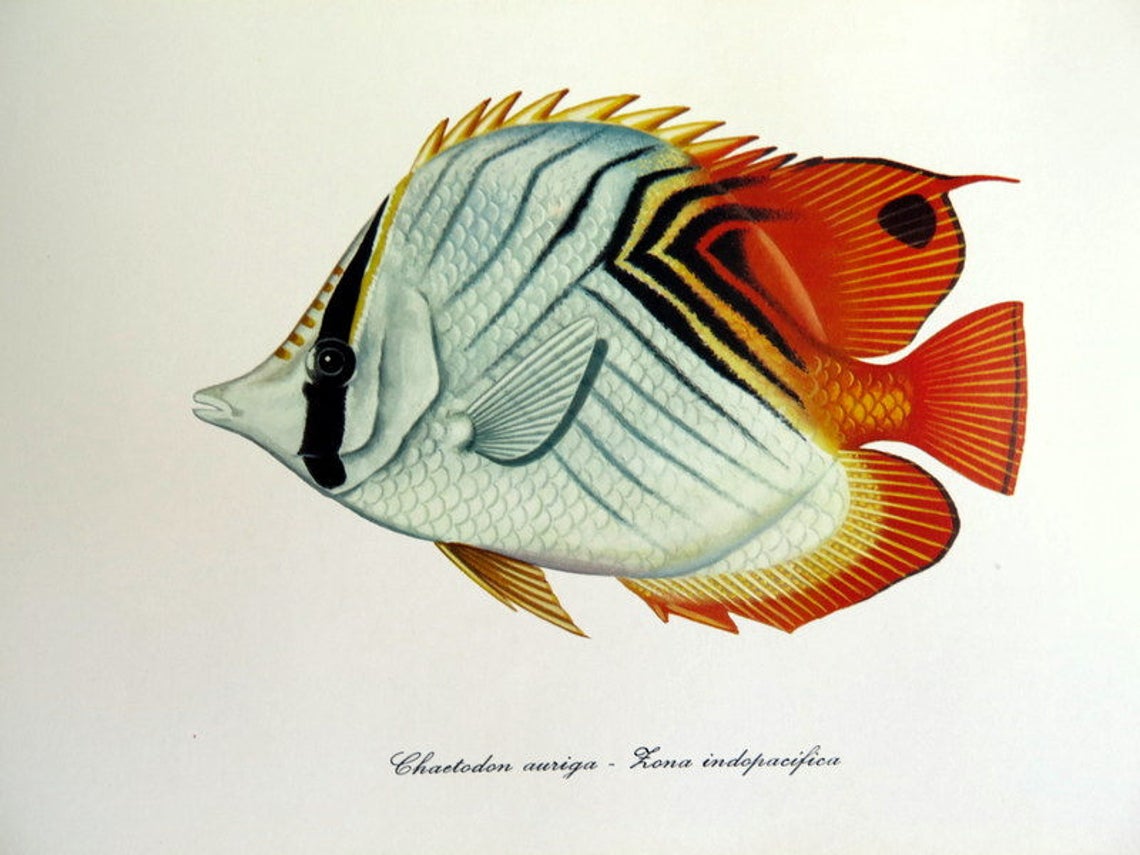 Antique Coloured Fish Print, 1975 FISHES Color Lithograph, Threadfin ...