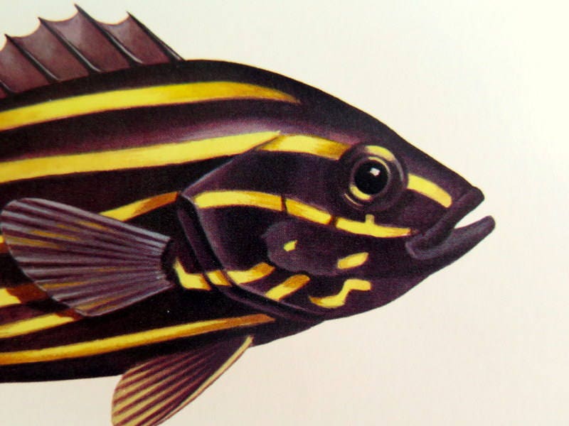 1975 Antique Vintage Tropical Fish ENGRAVING Freshwater Color - Etsy