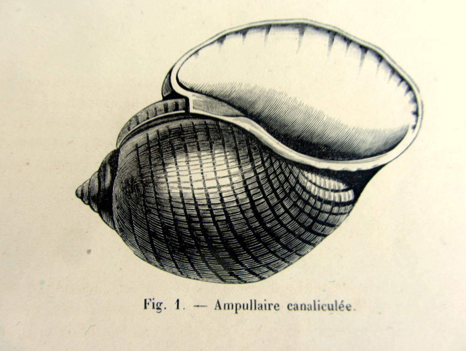 Antique Seashells Print, 1860 Amazing Original Mollusc Engraving ...